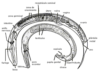 El blog de los nematodos: Anatomia y fisiologia